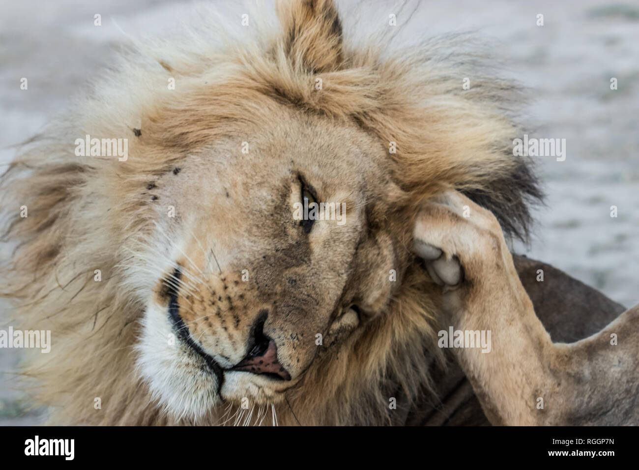 Portrait of a Lion scratching Stock Photo - Alamy