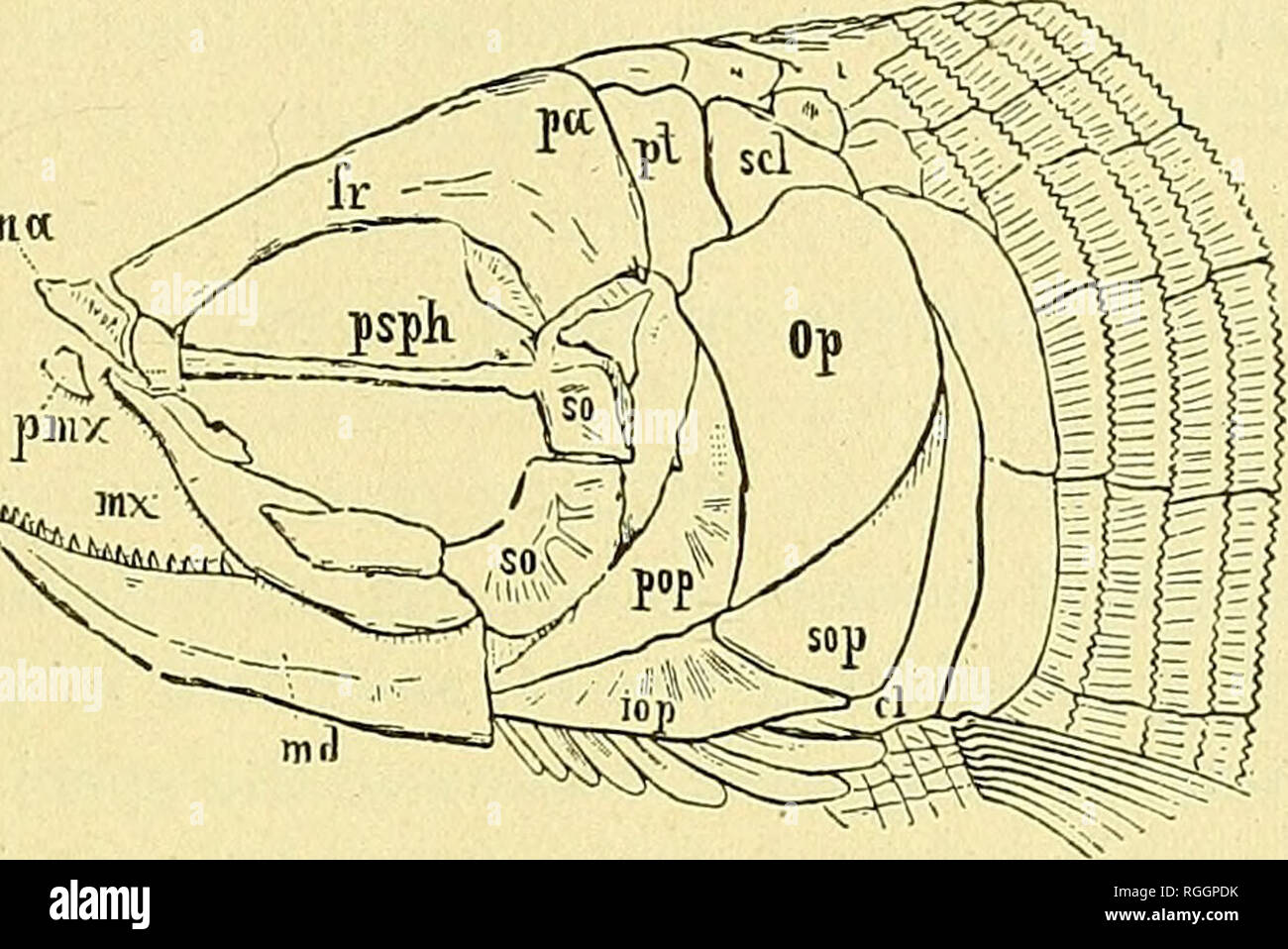 . Bulletin of the Geological Society of America. Geology. COMPARISON OF ...