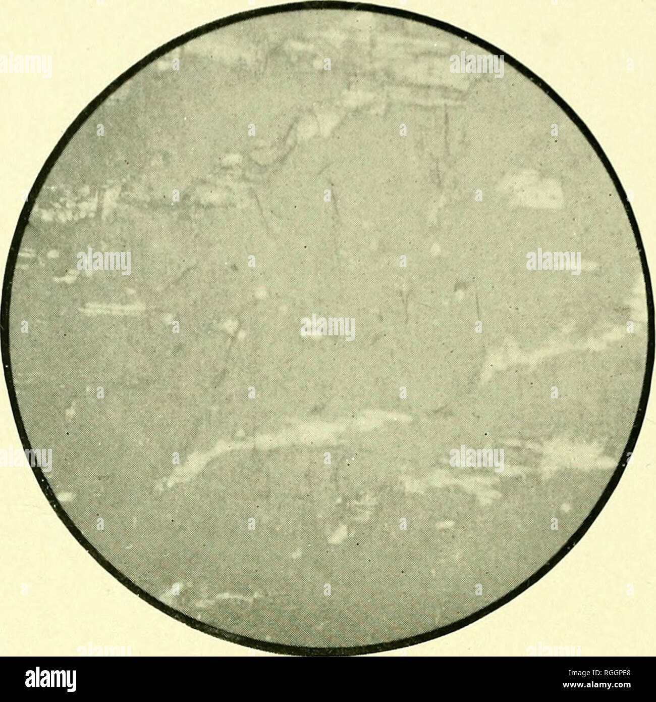 Thin section photomicrograph hi-res stock photography and images - Alamy