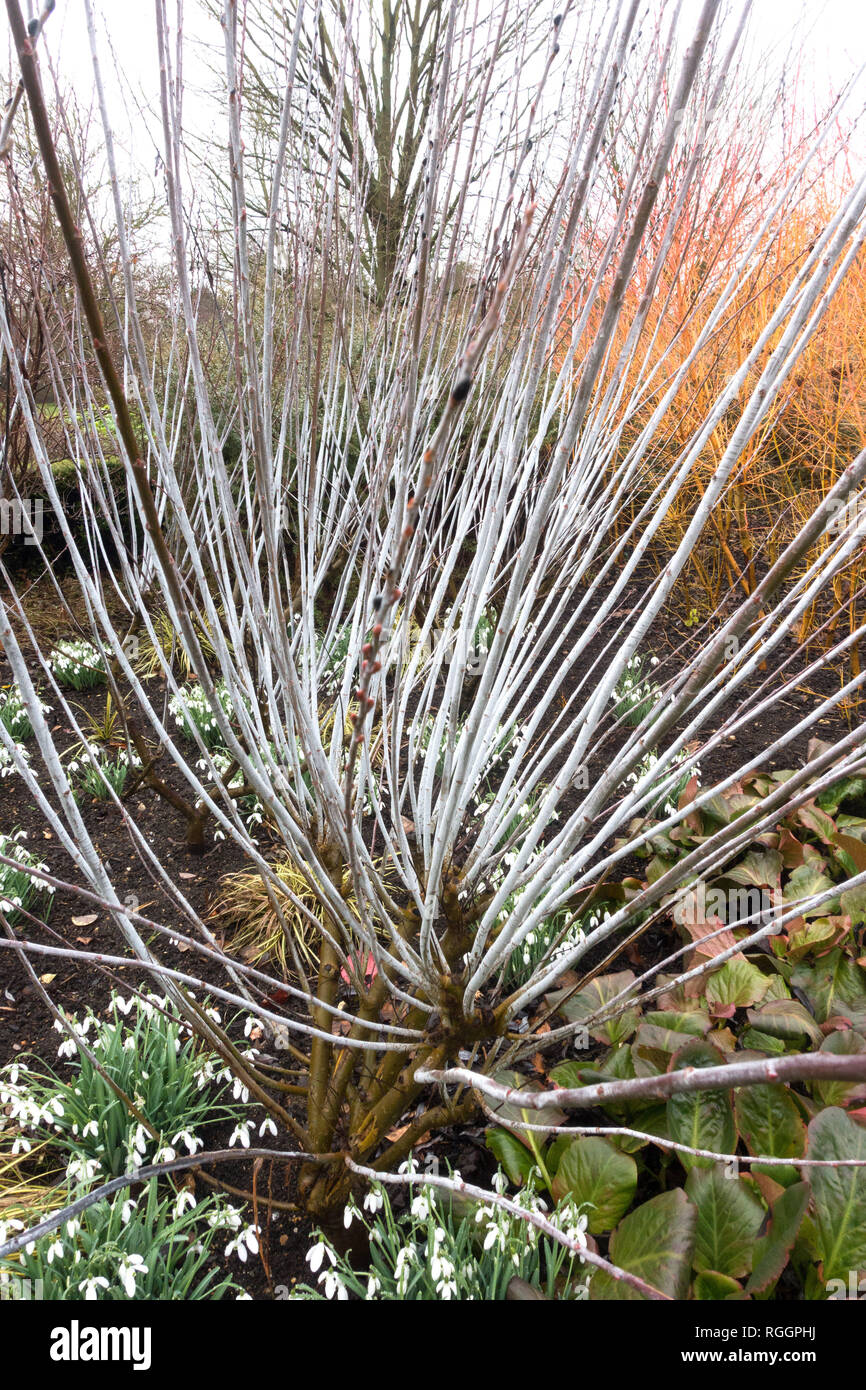 Salix hi-res stock photography and images - Alamy