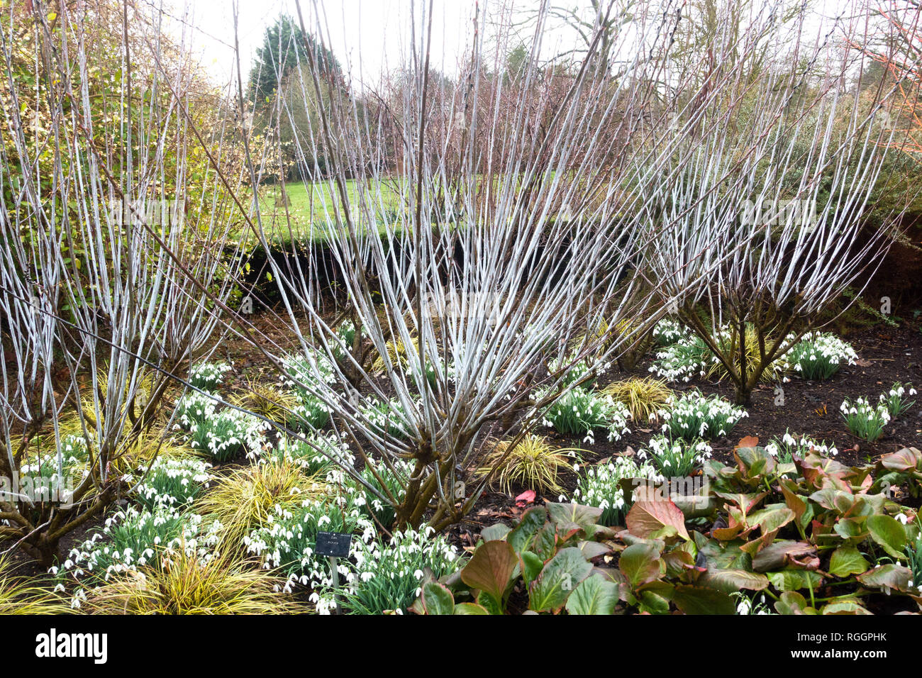Salix irrorata hi-res stock photography and images - Alamy