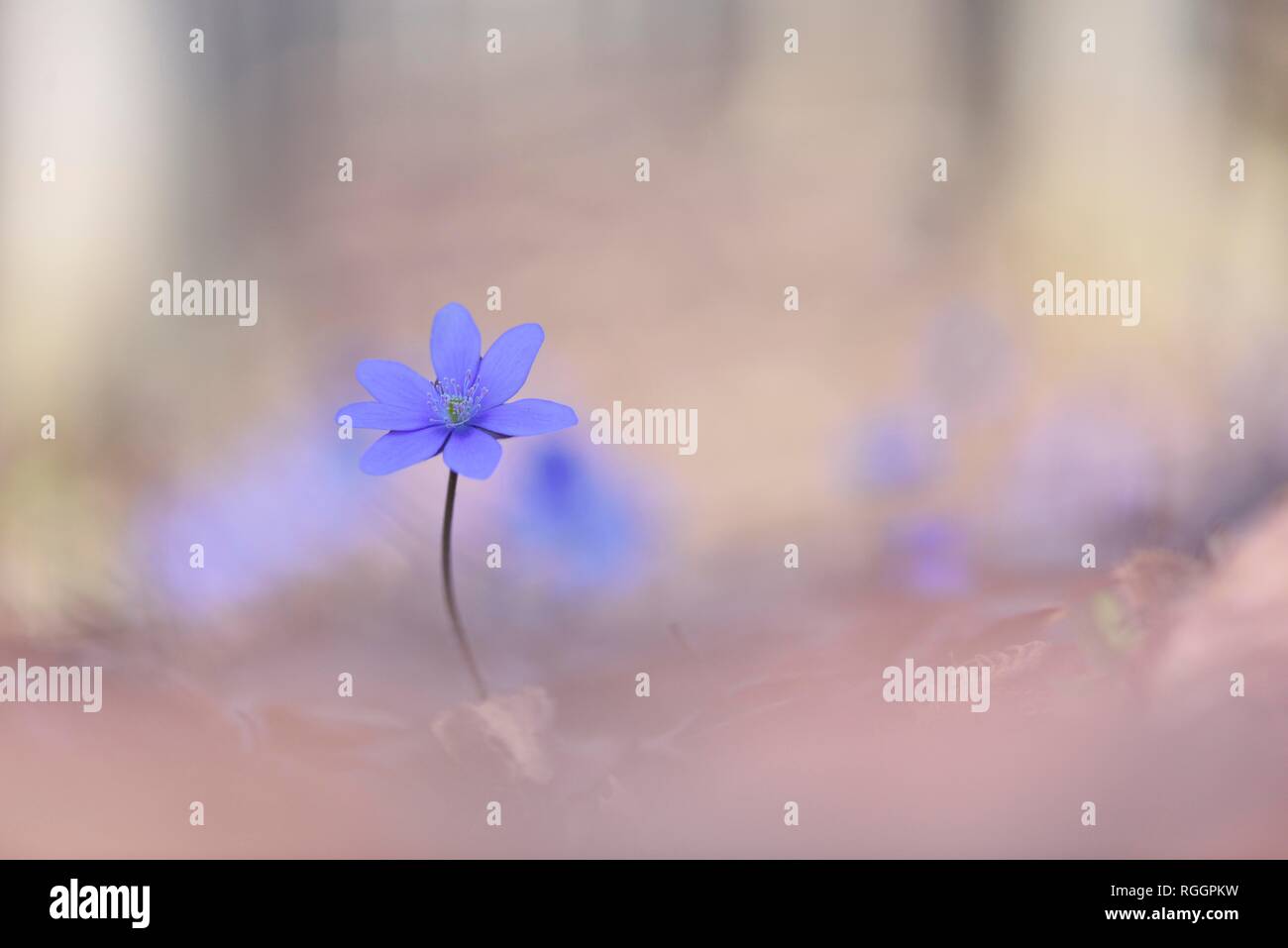 Common hepatica (Hepatica nobilis) in foliage, Thuringia, Germany Stock ...