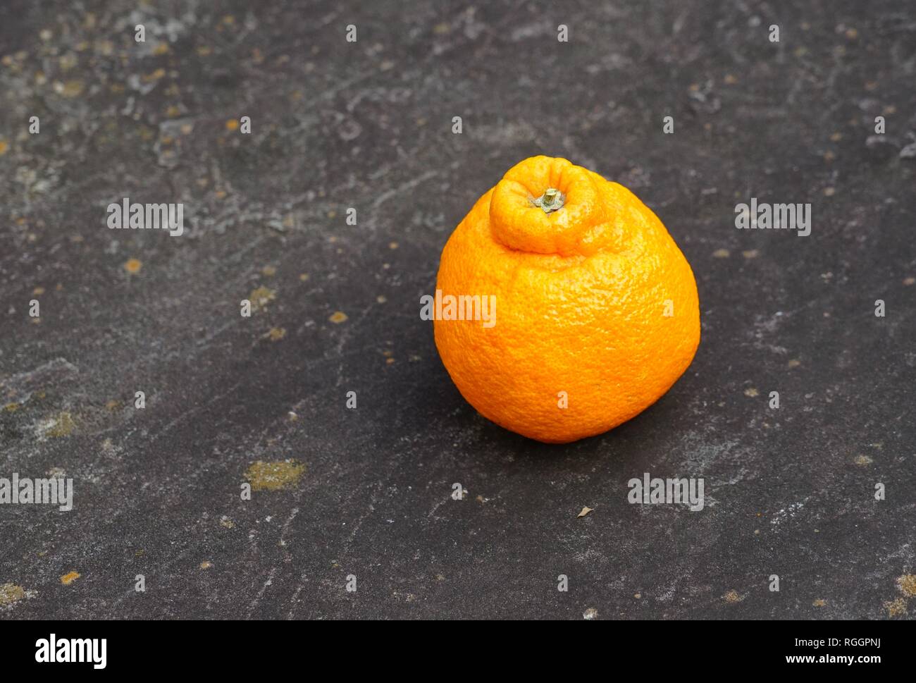 Sumo citrus giant mandarin orange fruit Stock Photo - Alamy