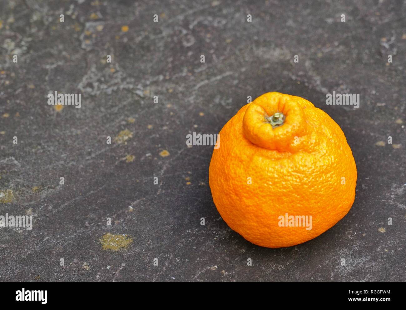 Sumo citrus giant mandarin orange fruit Stock Photo - Alamy