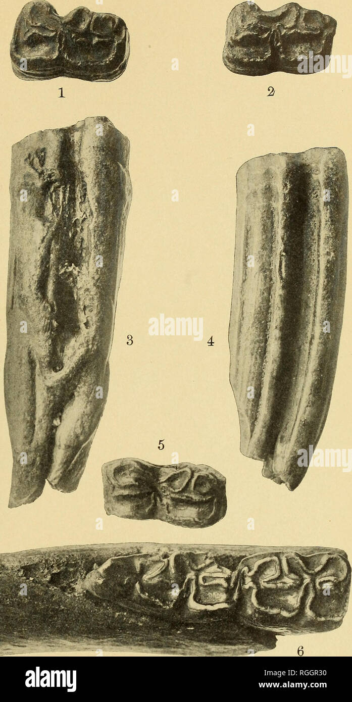 Equus scotti hi-res stock photography and images - Alamy