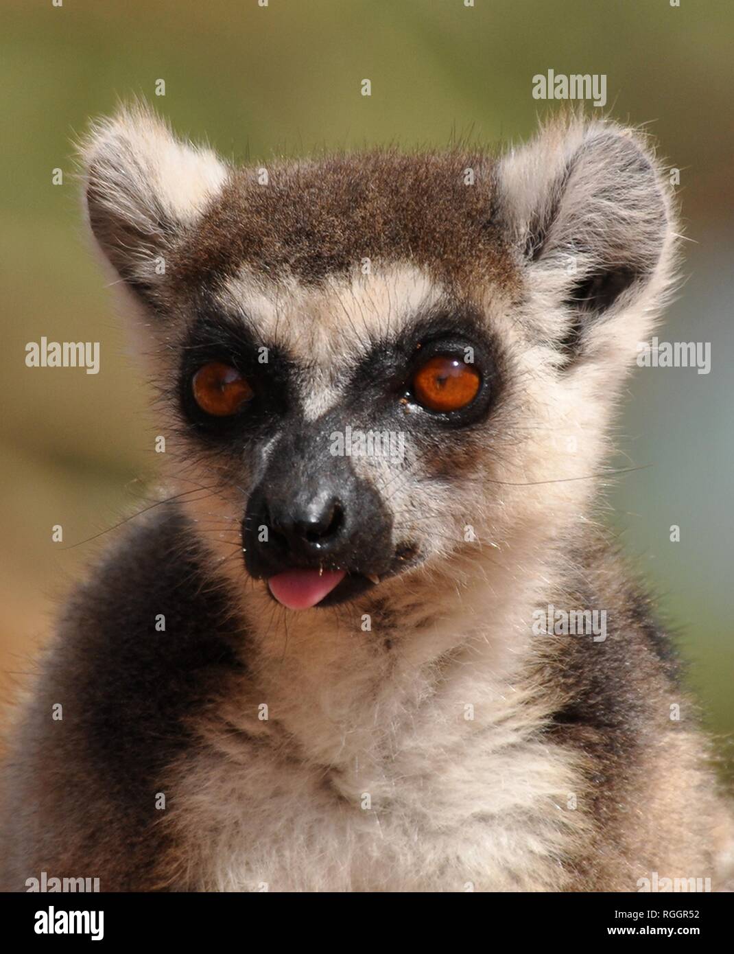 RING-TAILED LEMUR, MADAGASCAR Stock Photo - Alamy