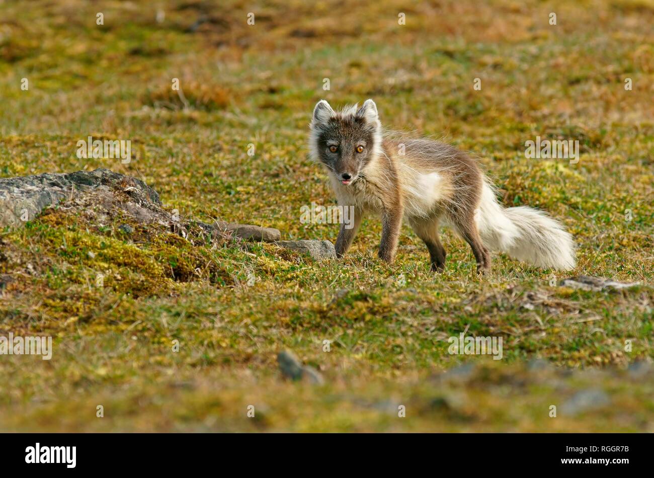 Arctic fox (Vulpes lagopus), Svalbard, Norwegian Arctic, Norway Stock ...