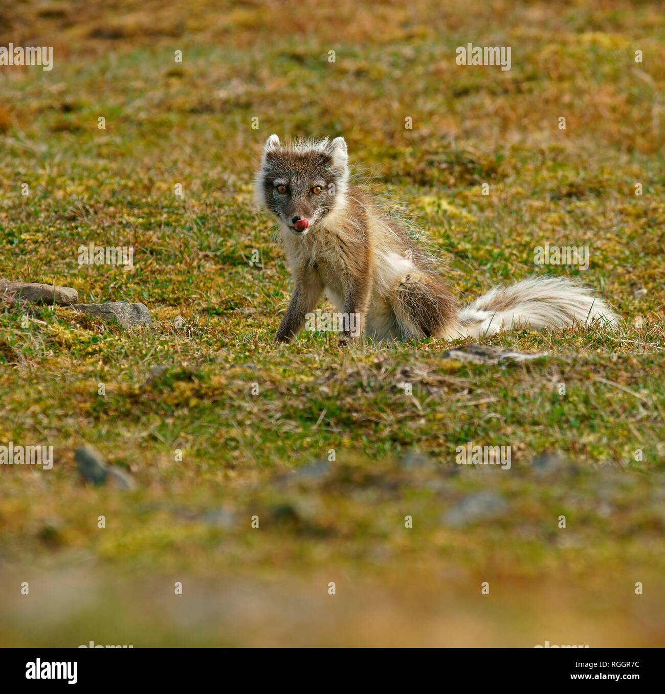 Arctic fox (Vulpes lagopus), Svalbard, Norwegian Arctic, Norway Stock ...