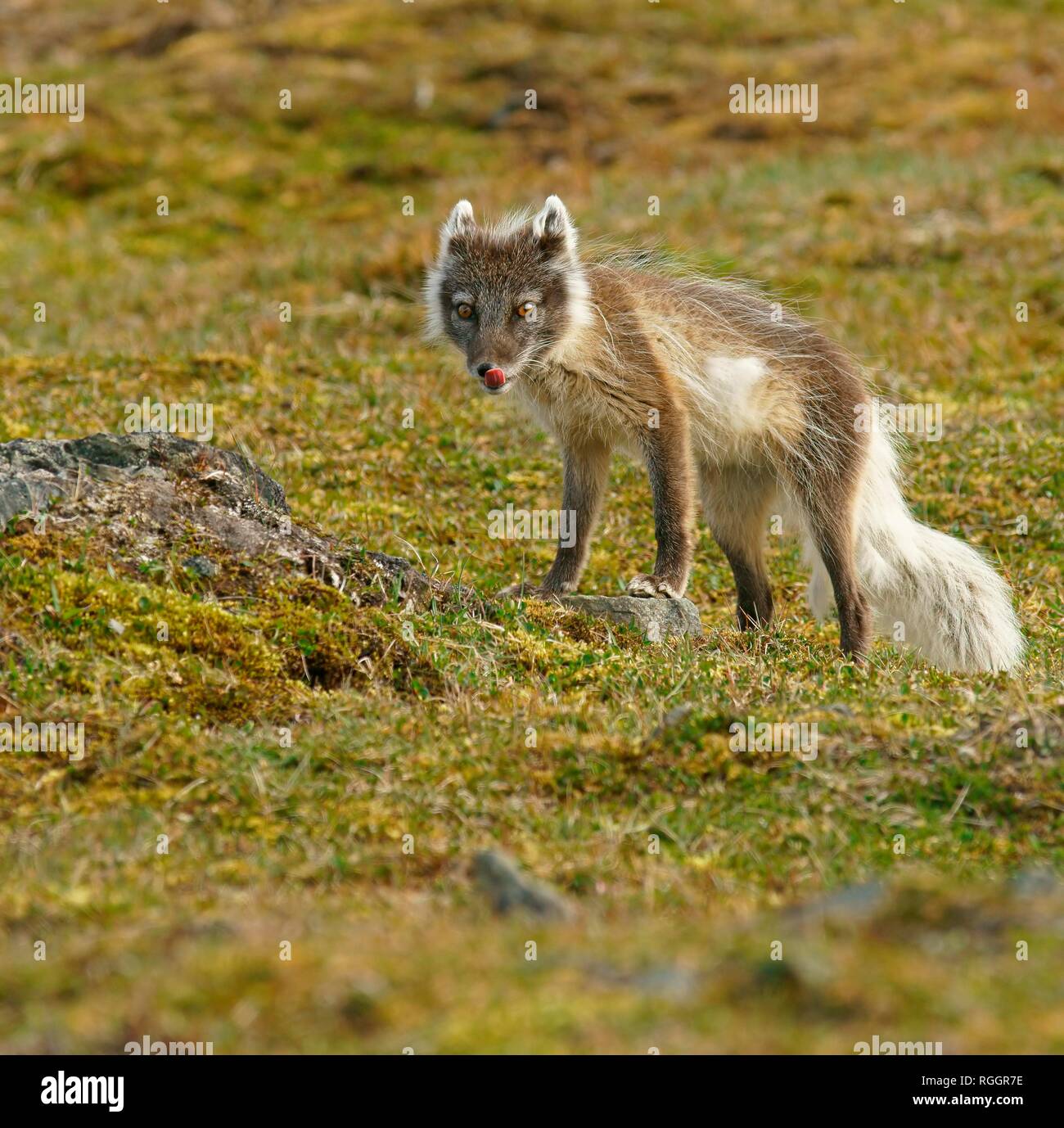 Arctic fox (Vulpes lagopus), Svalbard, Norwegian Arctic, Norway Stock ...