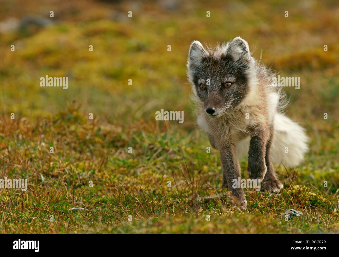 Arctic fox (Vulpes lagopus), Svalbard, Norwegian Arctic, Norway Stock ...
