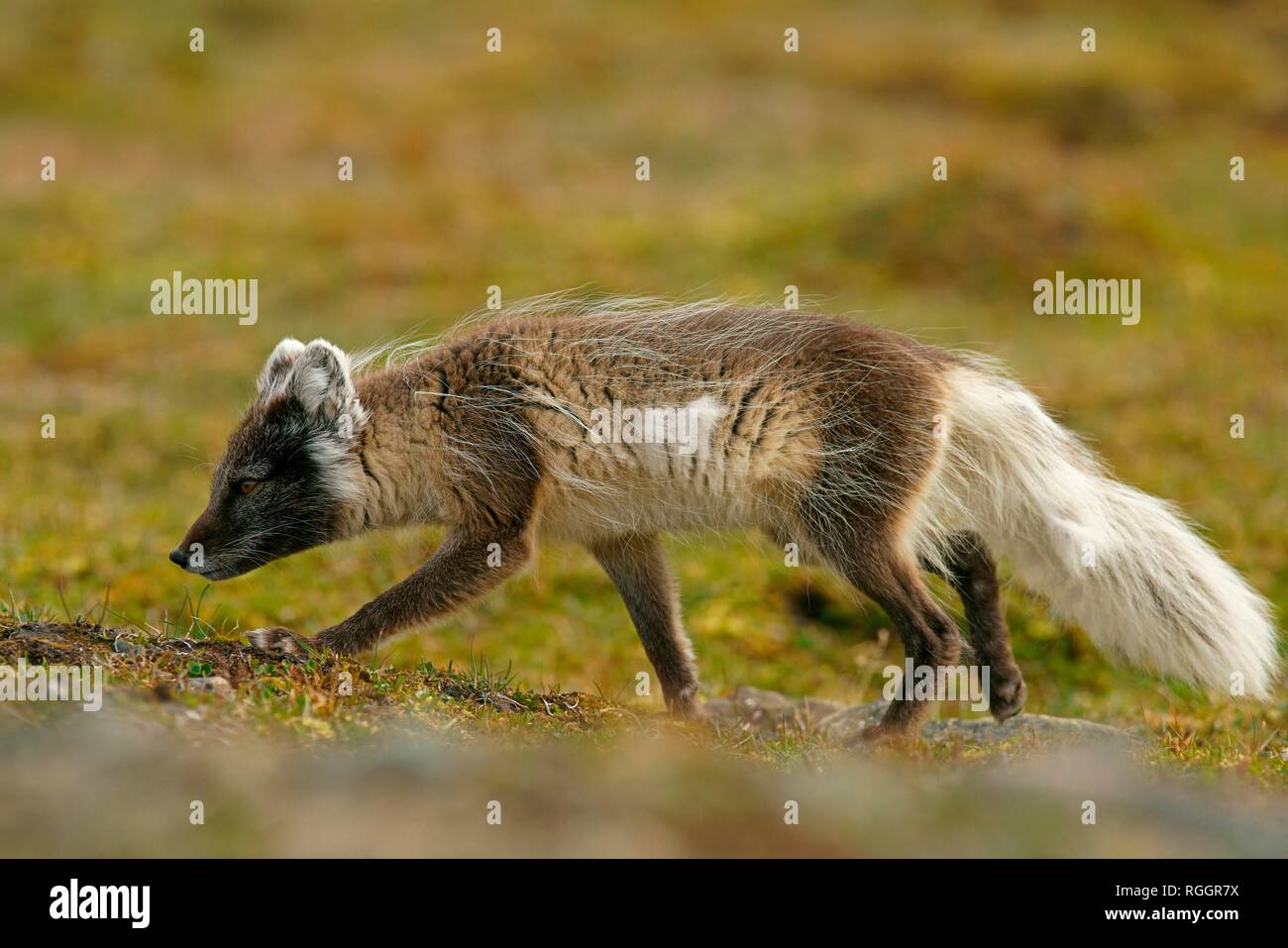 Arctic fox (Vulpes lagopus), Svalbard, Norwegian Arctic, Norway Stock ...