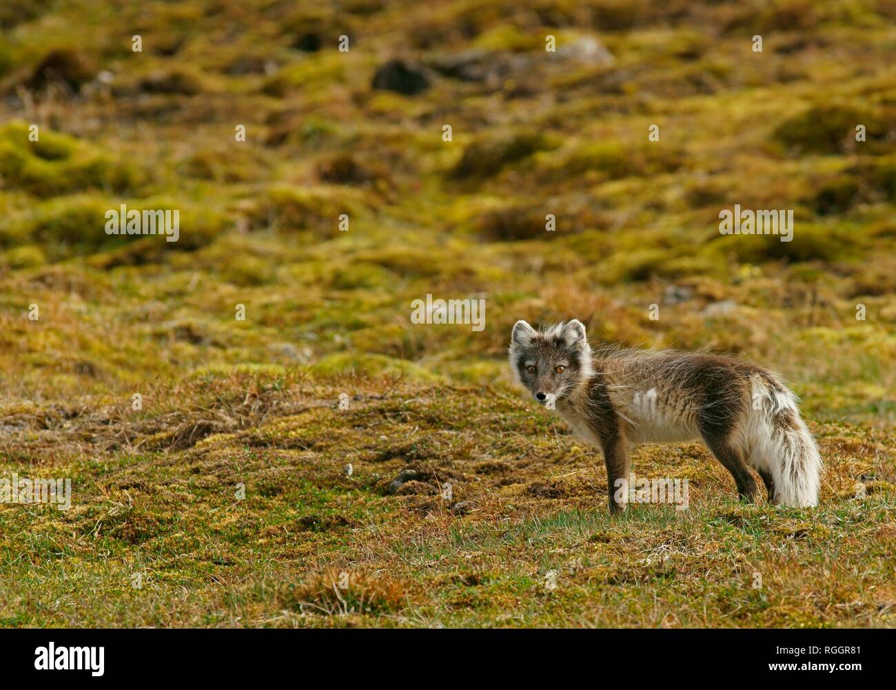 Arctic fox (Vulpes lagopus), Svalbard, Norwegian Arctic, Norway Stock ...