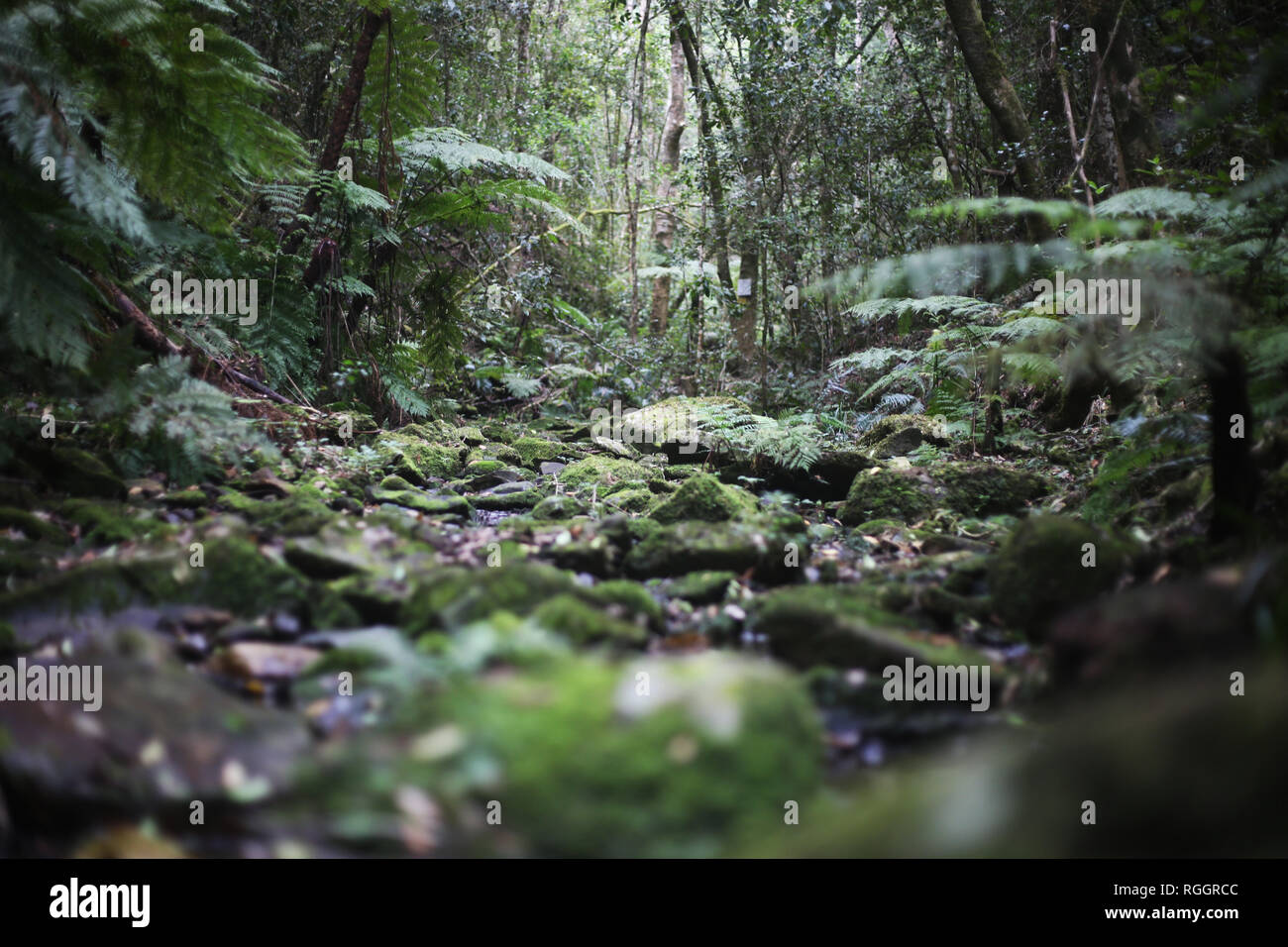 A small foothpath in a forest in South Africa Stock Photo - Alamy