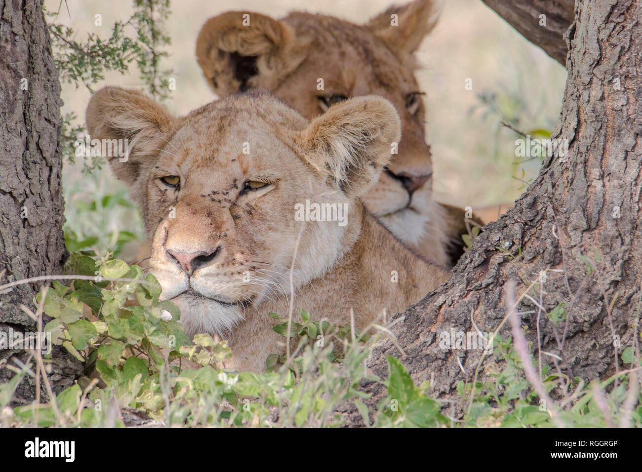 Lion in nature hi-res stock photography and images - Alamy