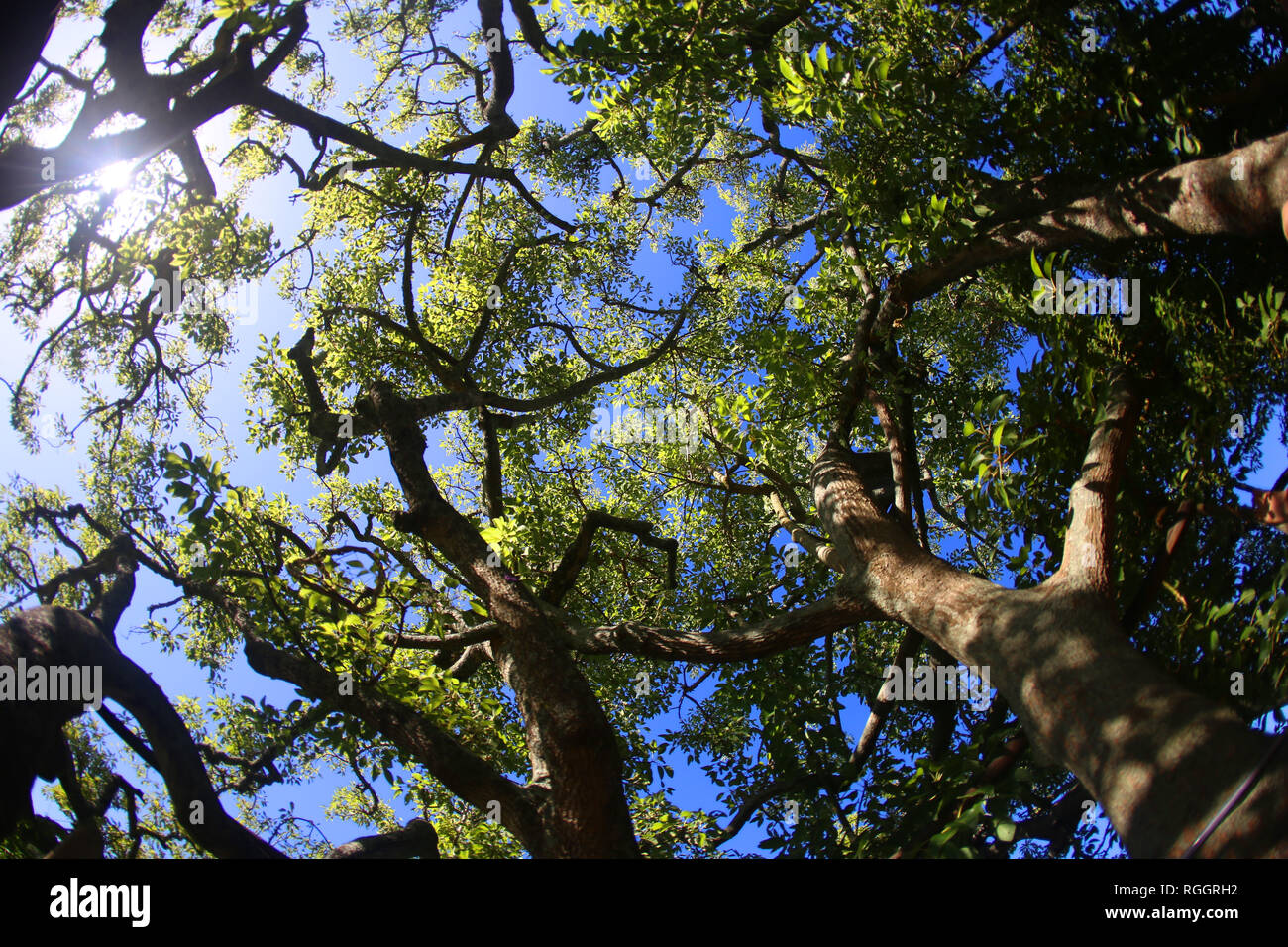 Tree tops in a forest in South Africa Stock Photo - Alamy