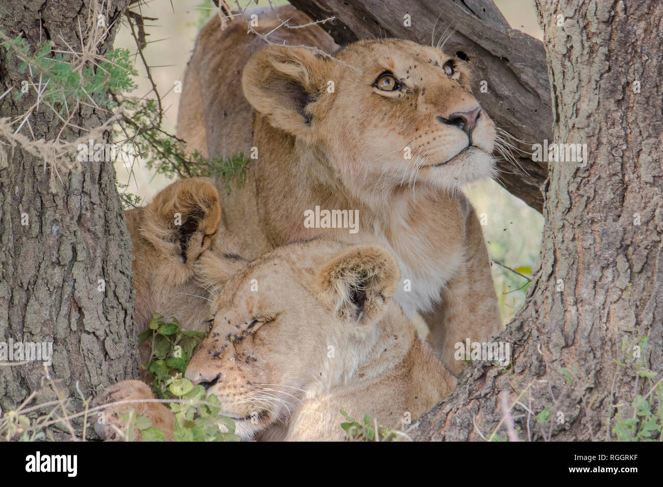Lion cubs resting in grass hi-res stock photography and images - Alamy