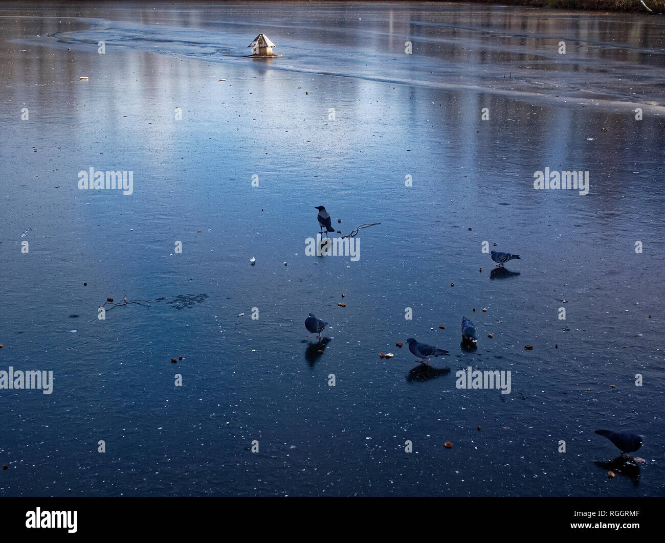 Pond ice foot hi-res stock photography and images - Alamy