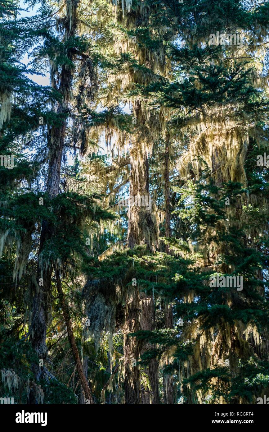Tree lichen hanging on trees, Squamish, British Columbia, Canada Stock ...
