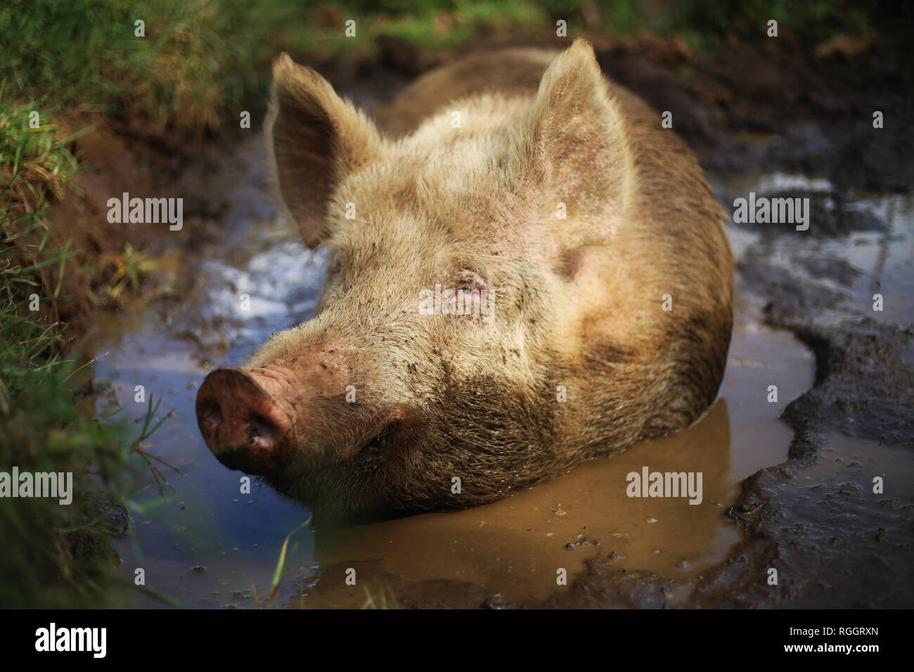 Smiling pig hi-res stock photography and images - Alamy