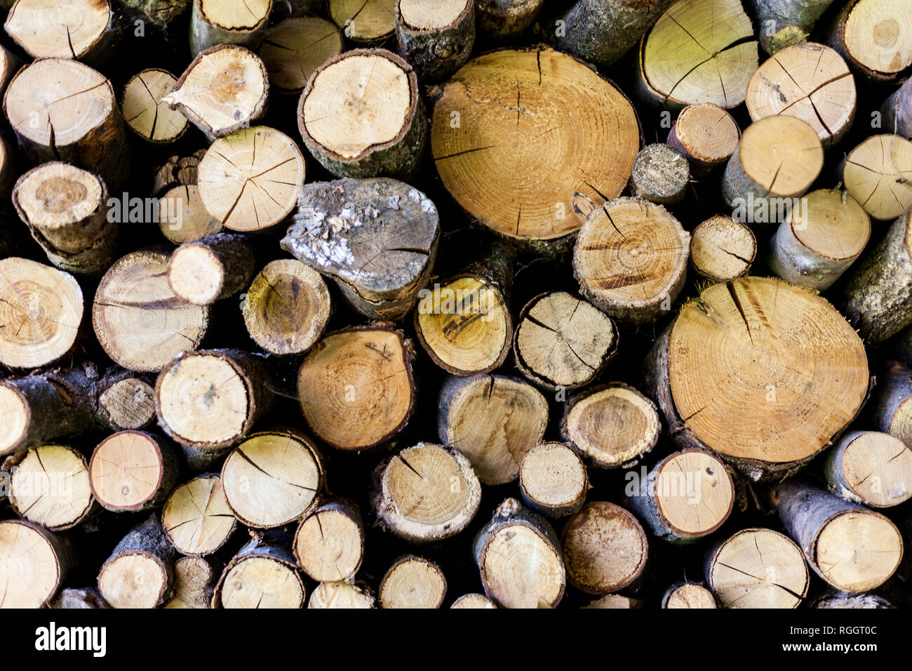 Sawed tree trunks and branches in different sizes, piled up in blue ...