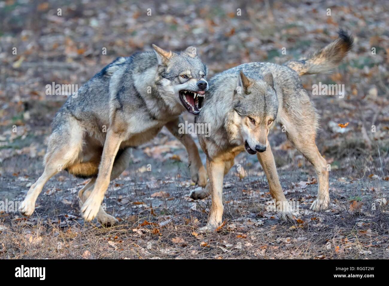 Gray wolves fight hi-res stock photography and images - Alamy