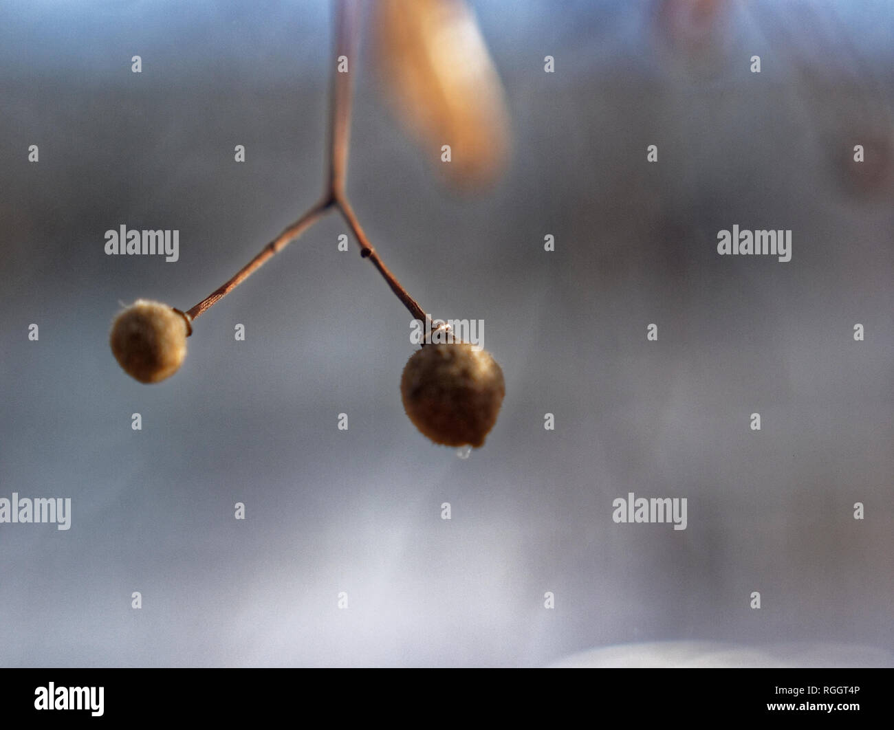 Tree seeds watercolor hi-res stock photography and images - Alamy
