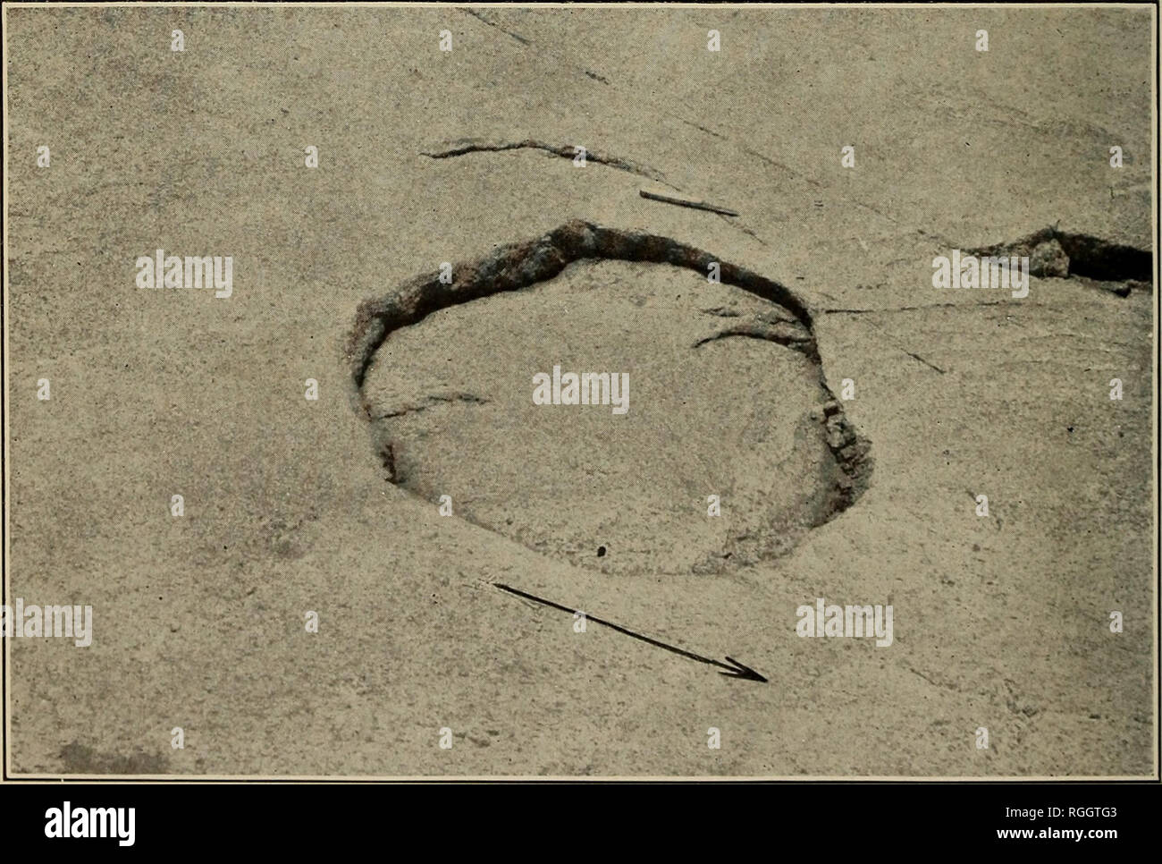 Disruptive coloration hi-res stock photography and images - Alamy