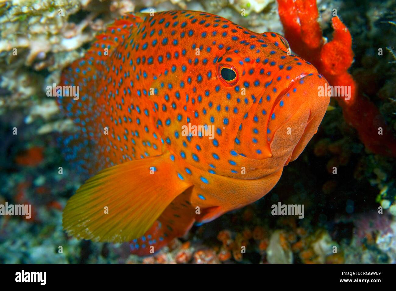 Vermillion Fish High Resolution Stock Photography and Images - Alamy