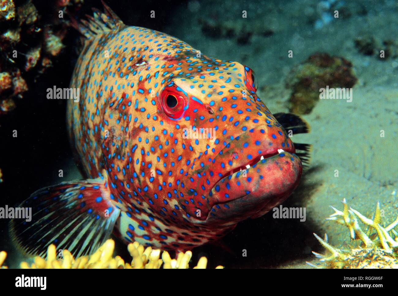 Plectropomus Pessuliferus Marisrubri High Resolution Stock Photography ...