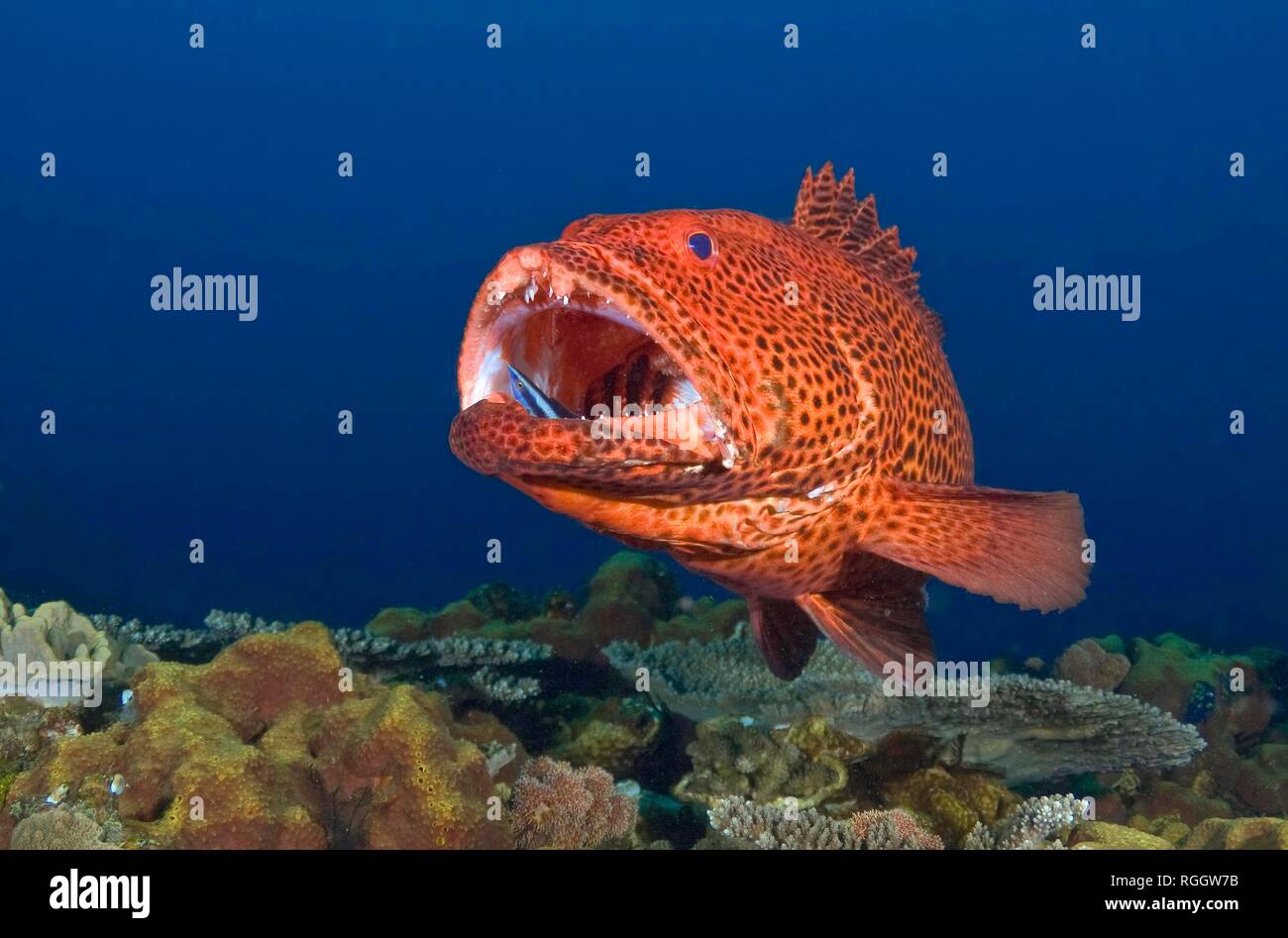Cleaner Wrasse Labroides High Resolution Stock Photography and Images ...