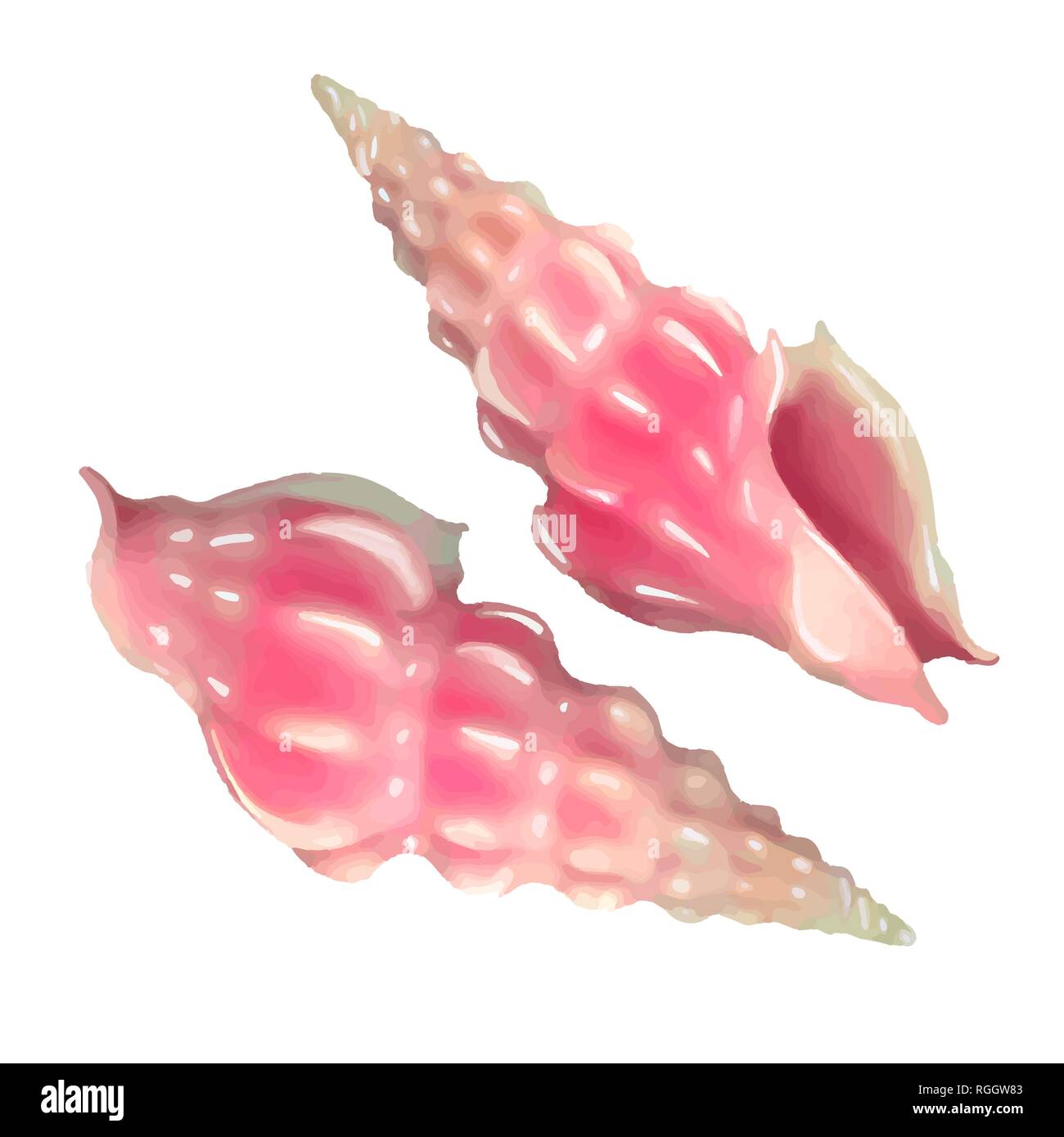 set of Pink seashells. Vector illustration. Under the sea. Underwater ...