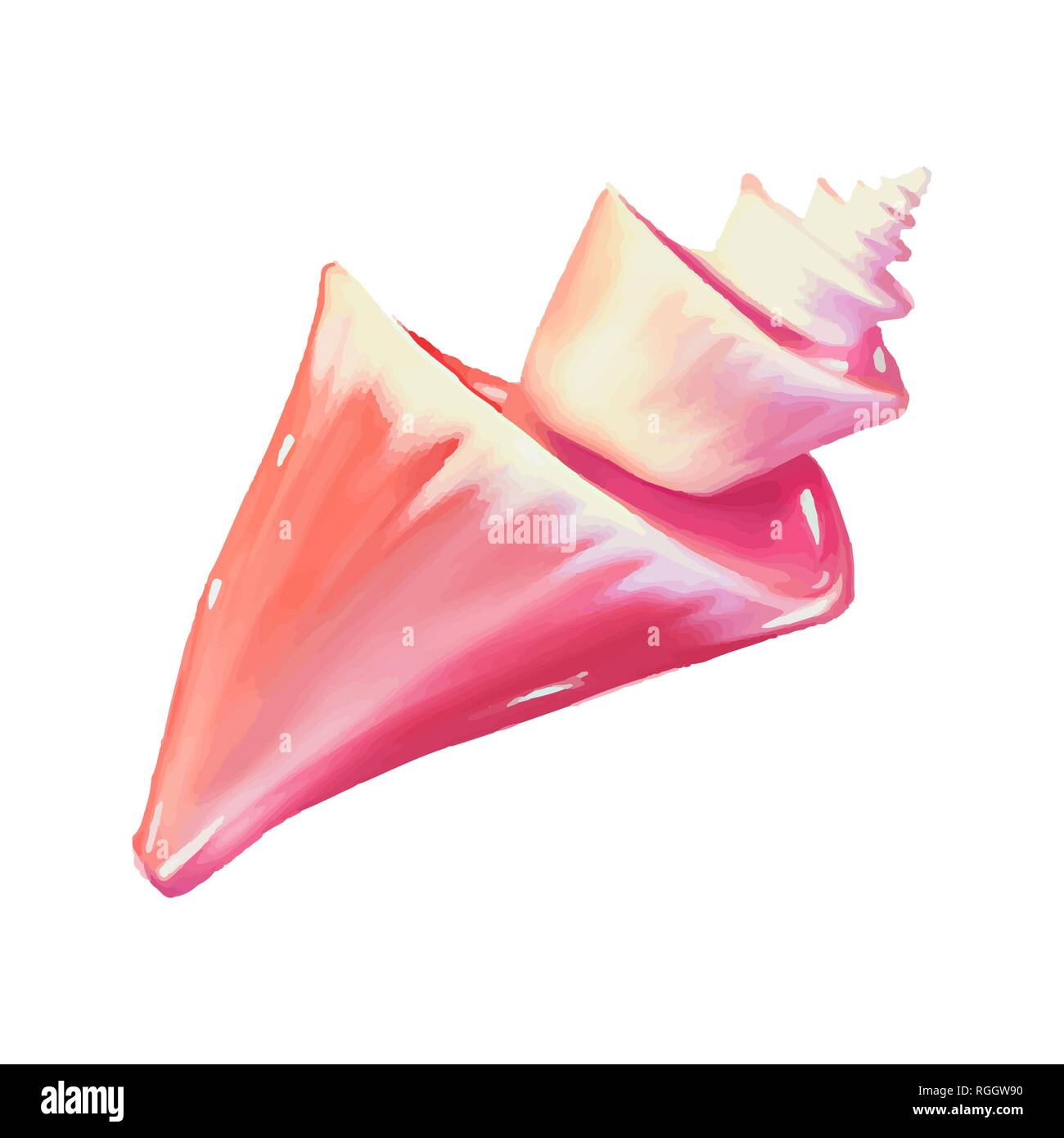 set of Pink seashells. Vector illustration. Under the sea. Underwater ...