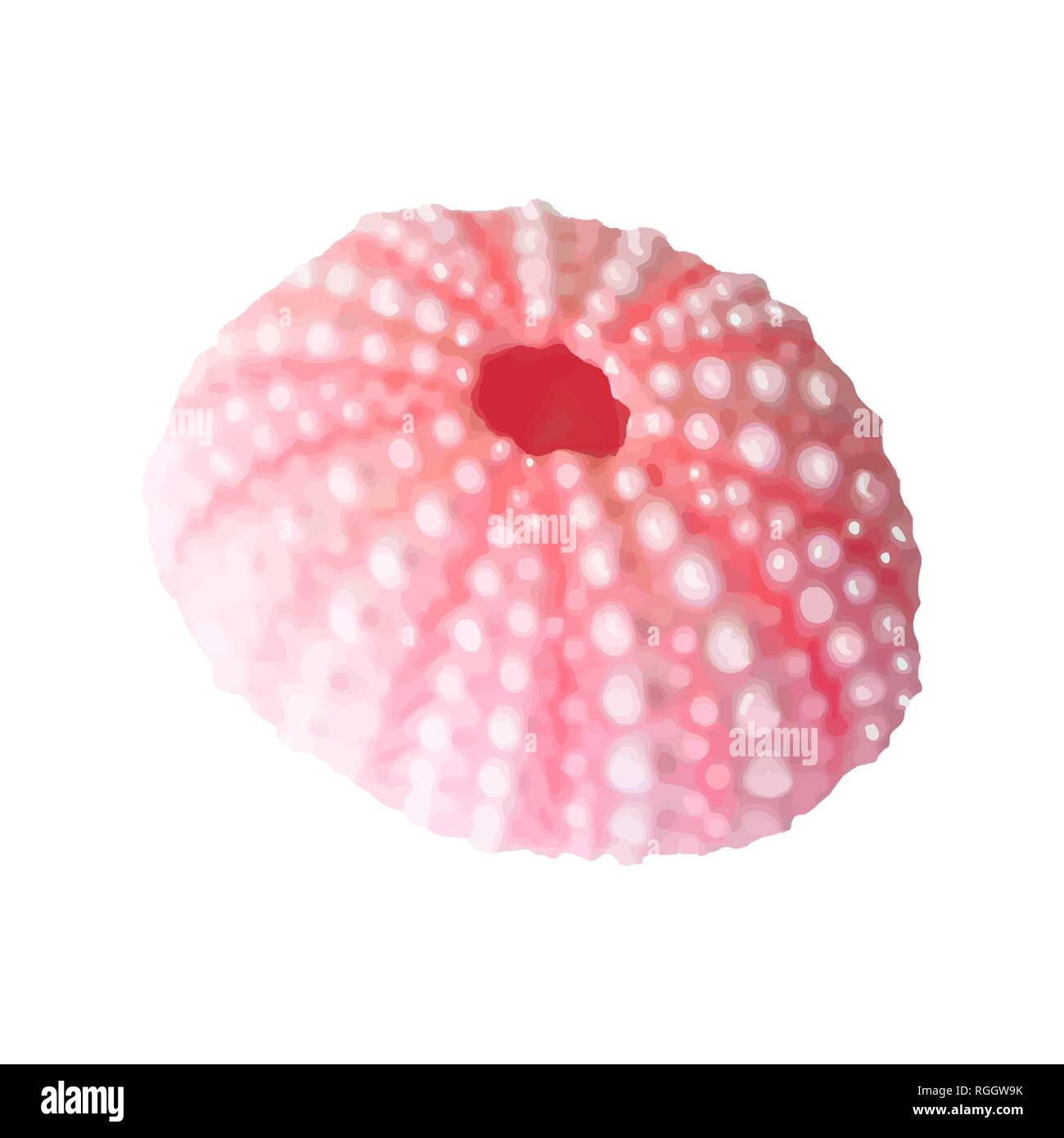 set of Pink seashells. Vector illustration. Under the sea. Underwater ...