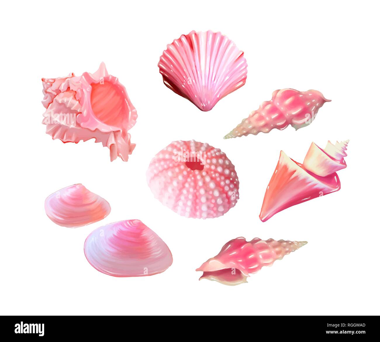 set of Pink seashells. Vector illustration. Under the sea. Underwater ...
