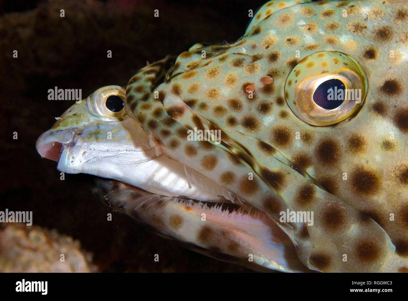 Grouper Mouth High Resolution Stock Photography and Images - Alamy