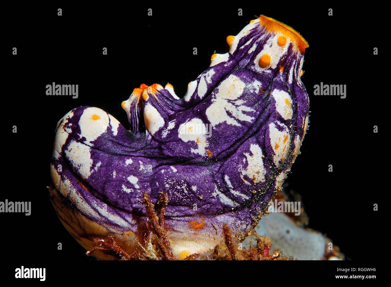 Ascidian High Resolution Stock Photography and Images - Alamy