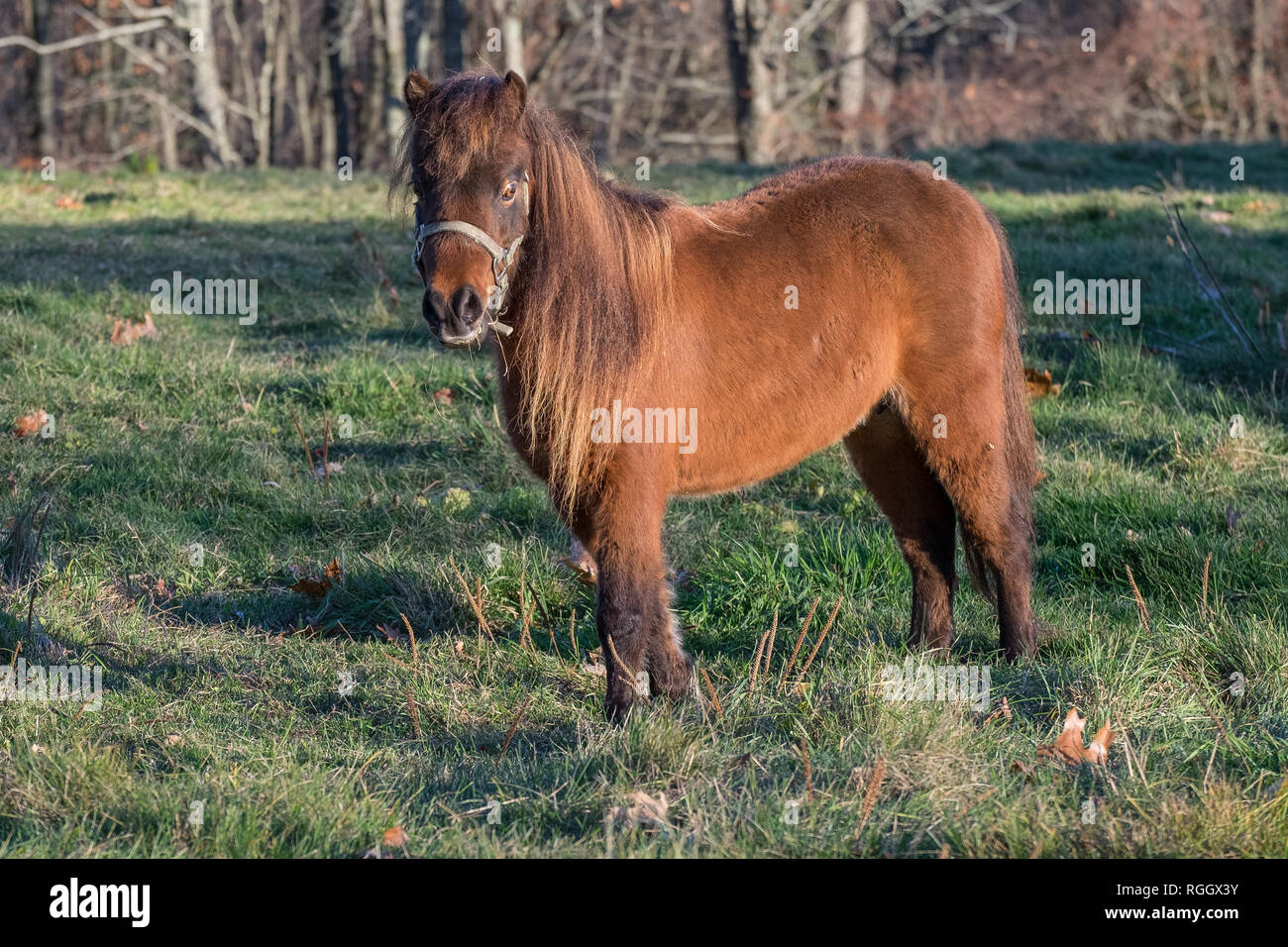 Mini horse hi-res stock photography and images - Alamy