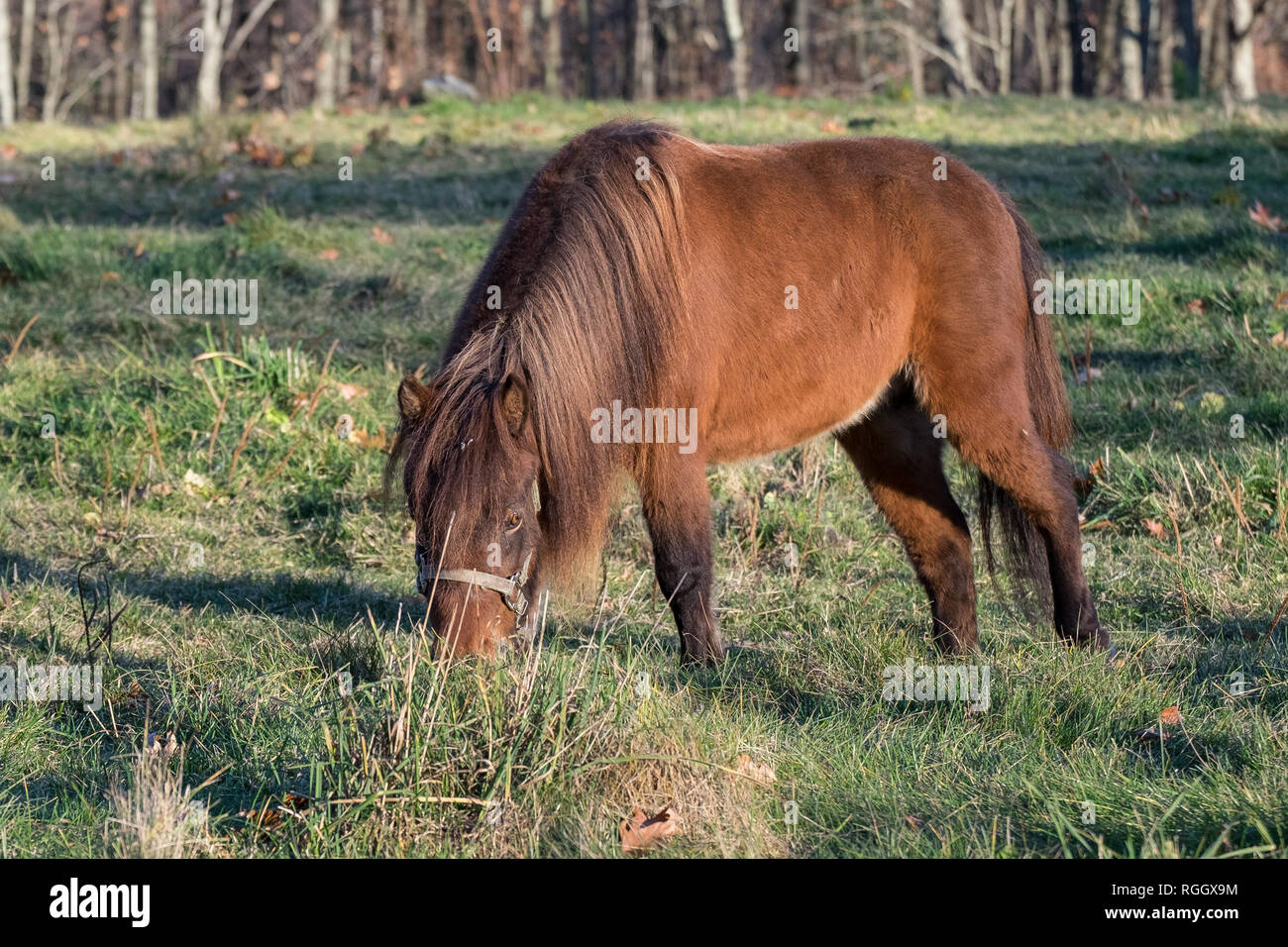 Mini horse hi-res stock photography and images - Alamy