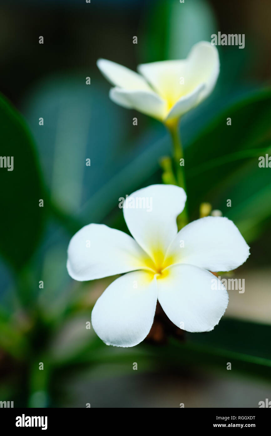 Frangipani White Tropical Aroma Flower Tree. Plumeria Yellow Blossom ...