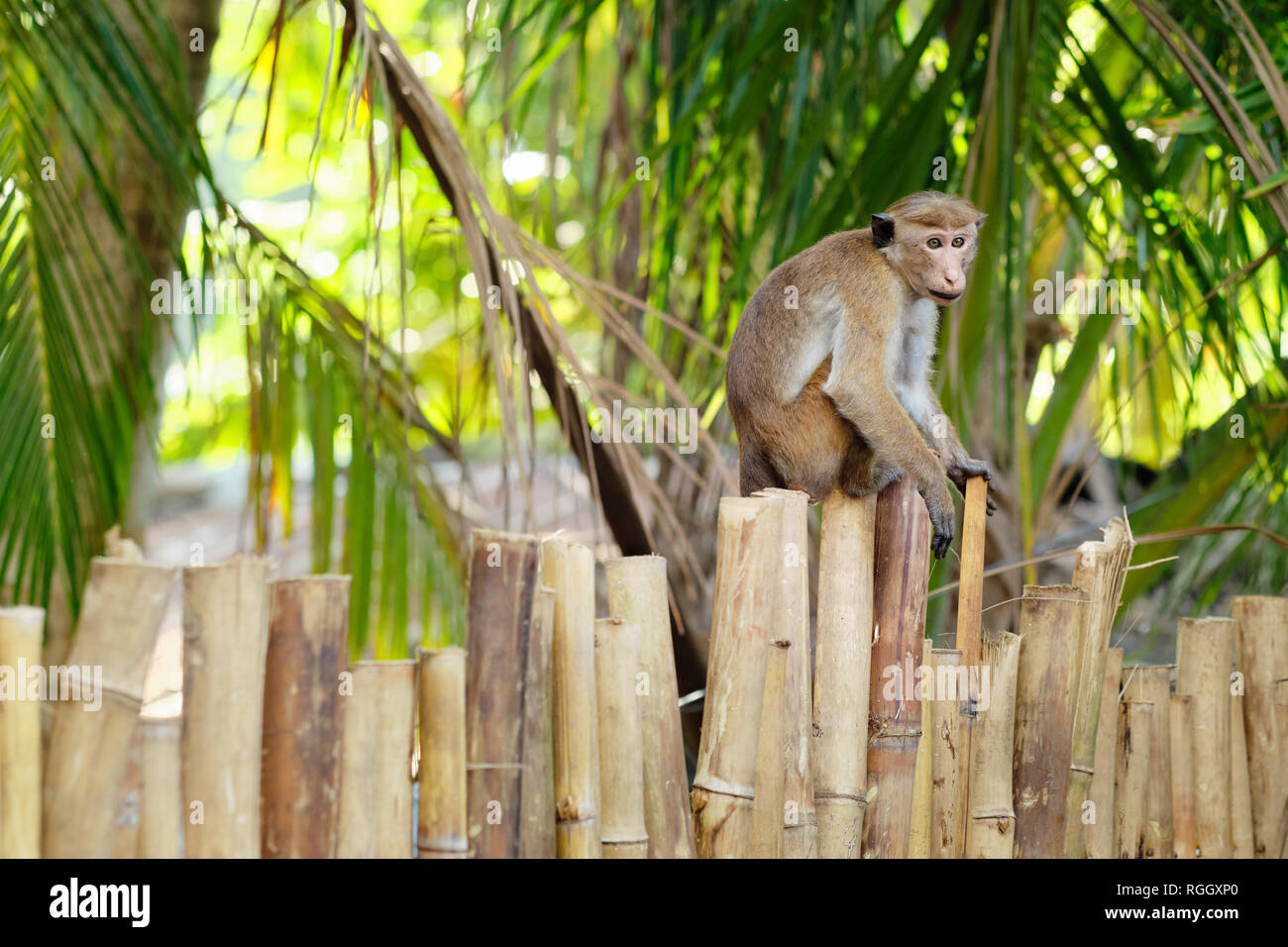 Cute Macaca Sinica Monkey on Bamboo Park Fence. Sri Lanka Natural Fauna ...