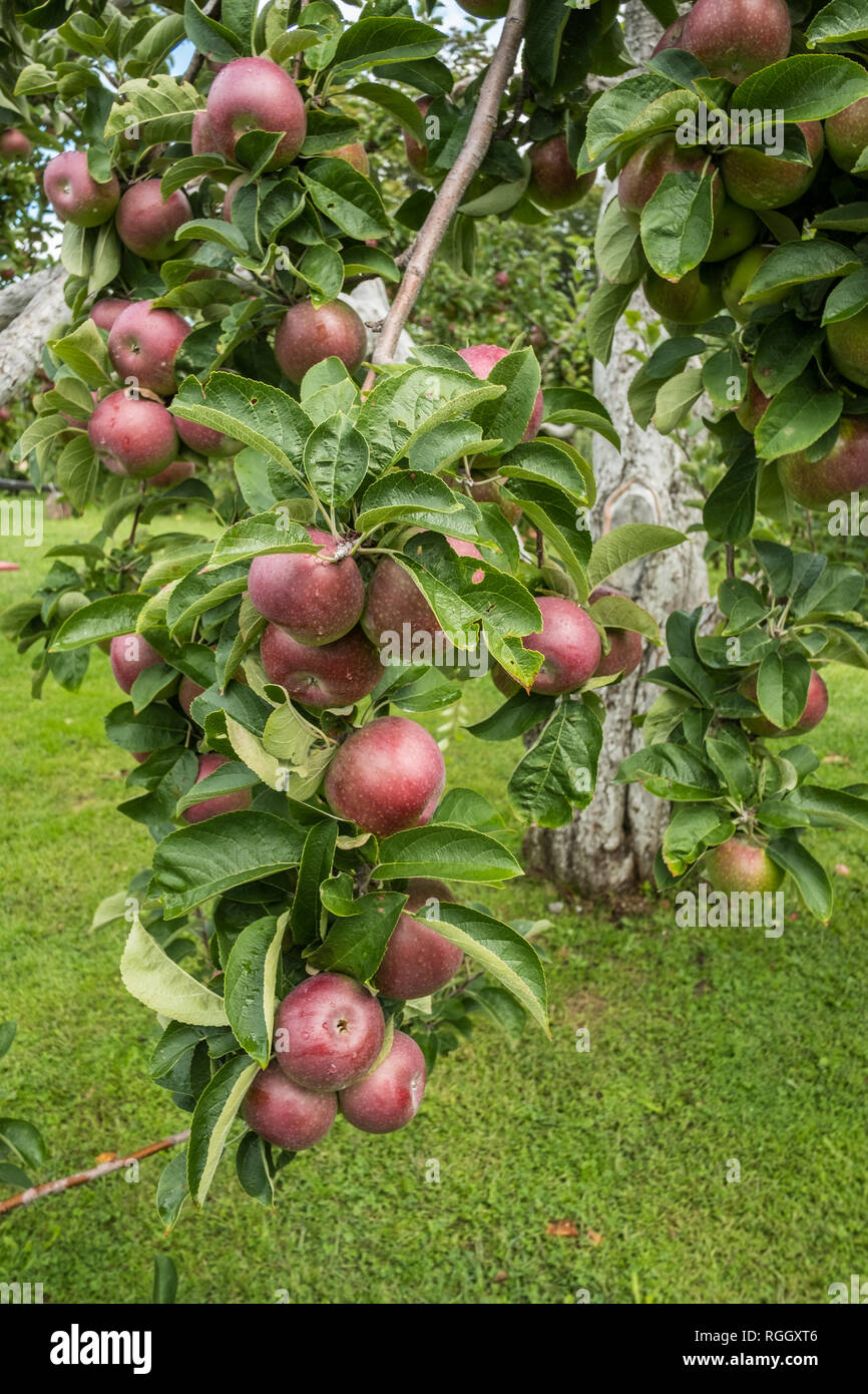 Fall apples ready to be picked Stock Photo - Alamy