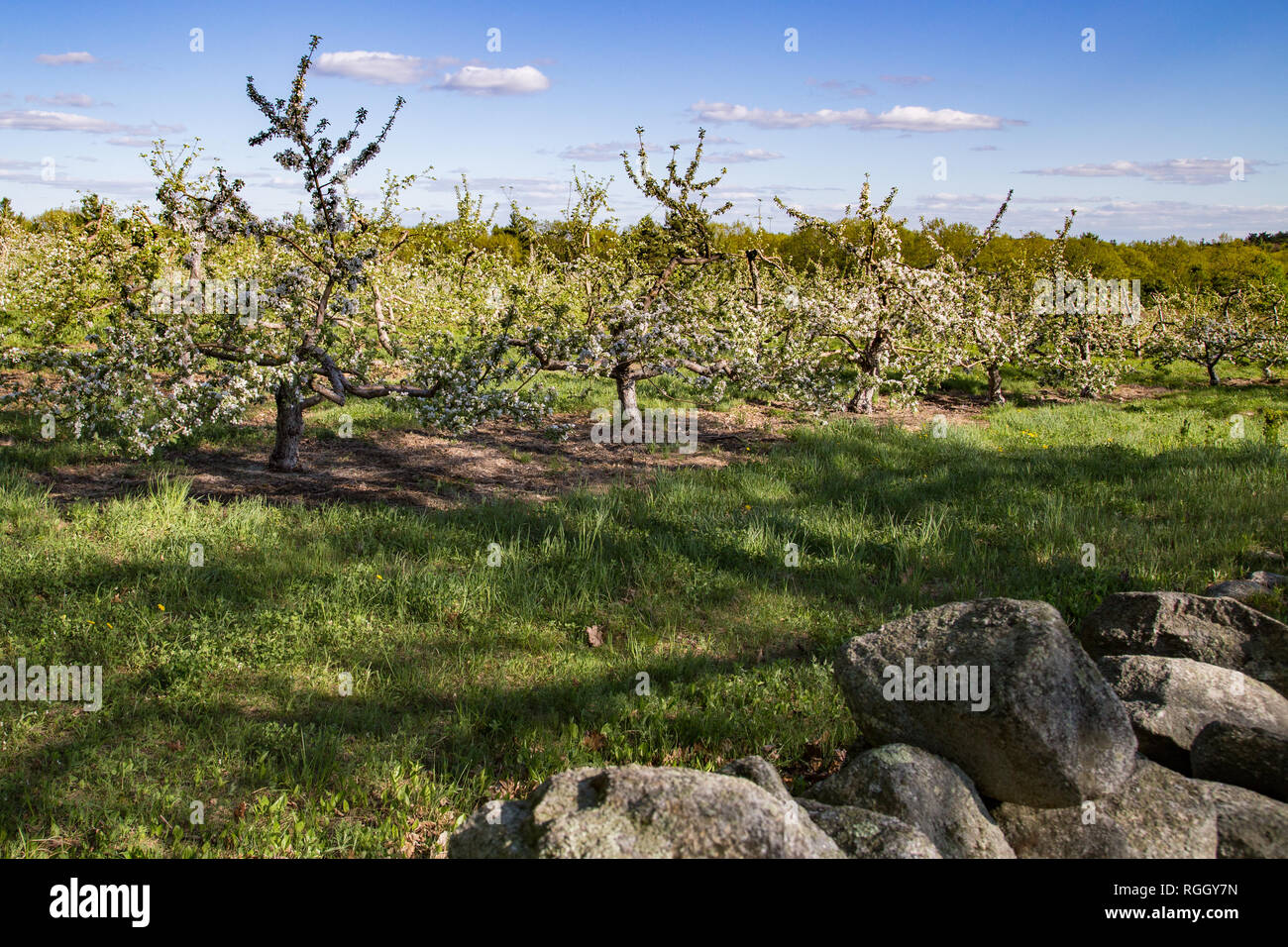 Apple trees outdoors hi-res stock photography and images - Alamy
