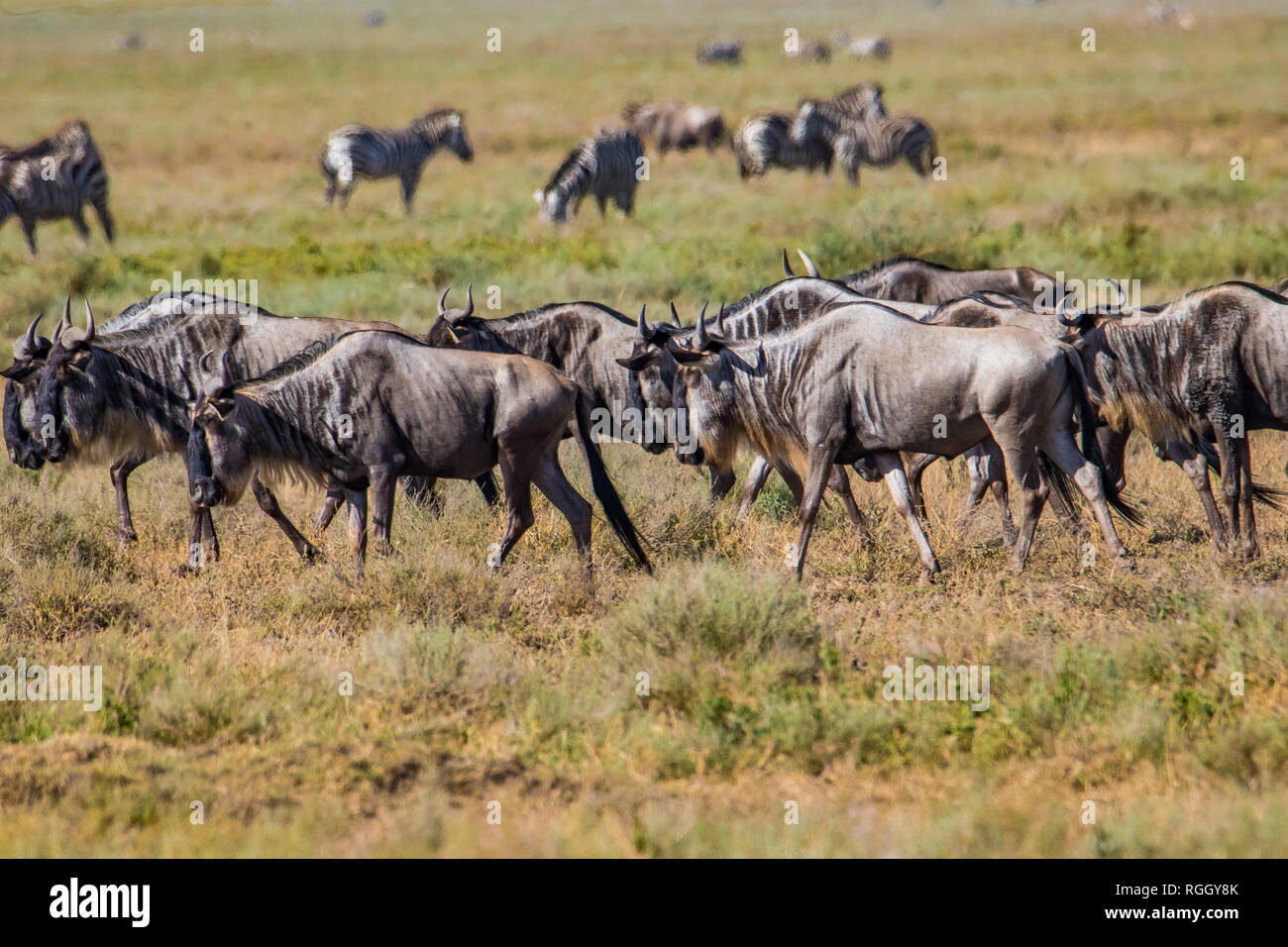 Wildebeests in the Savannah Stock Photo - Alamy