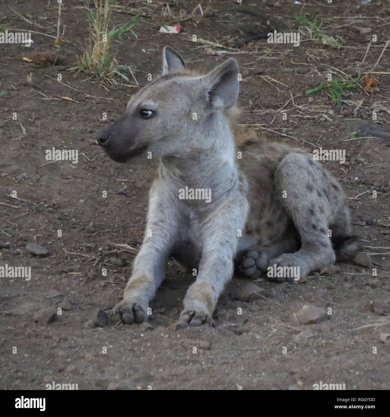 Grey Hyena
