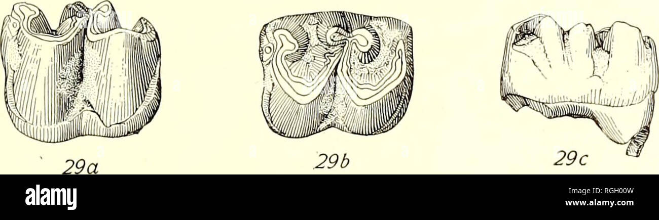 Parahippus hi-res stock photography and images - Alamy