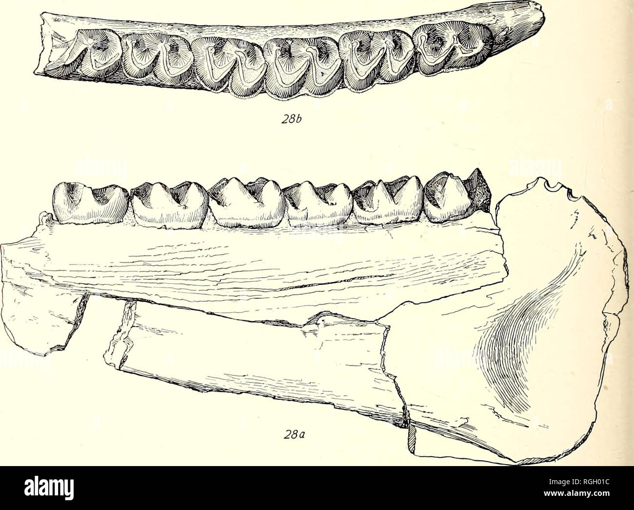 . Bulletin of the Department of Geology. Geology. 258 University of ...