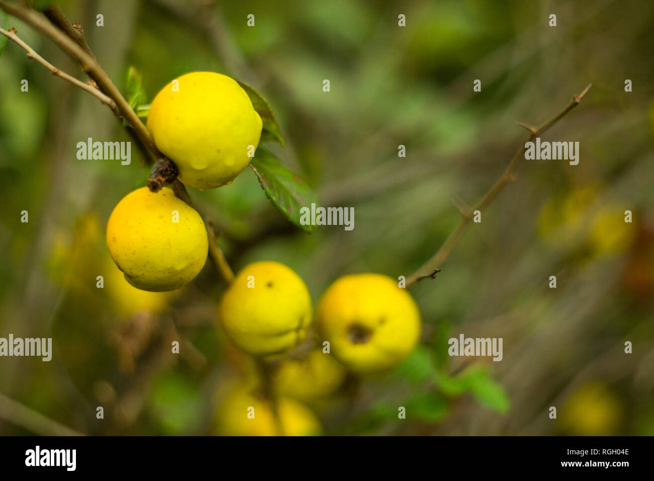 Quince peel hi-res stock photography and images - Alamy