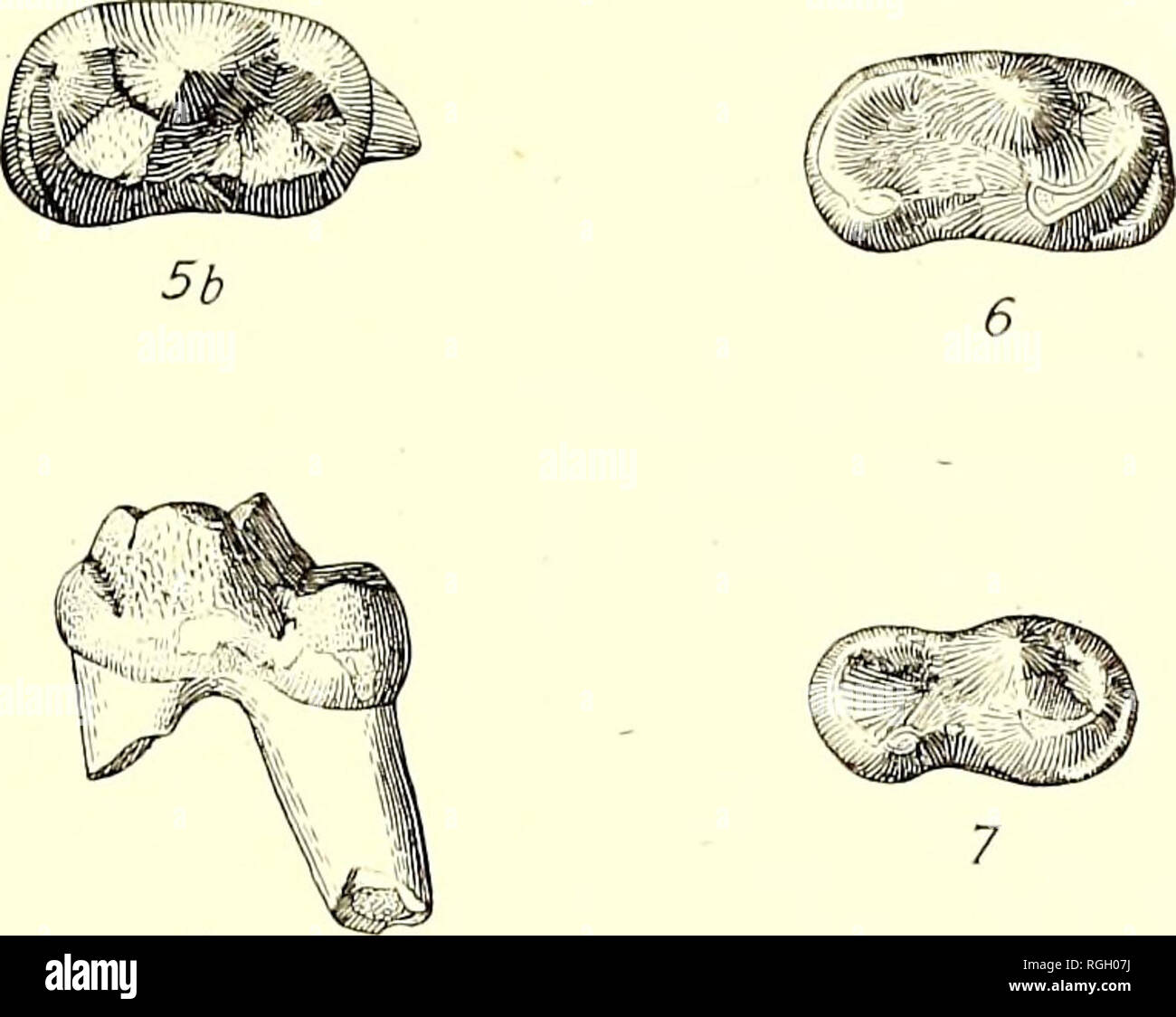 . Bulletin of the Department of Geology. Geology. Vol. 6] Merriam ...