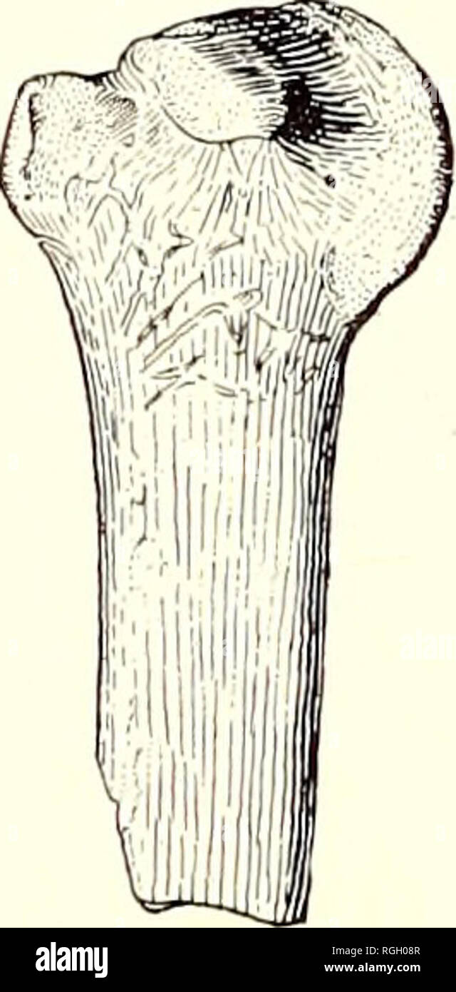 Branta sp hi-res stock photography and images - Alamy