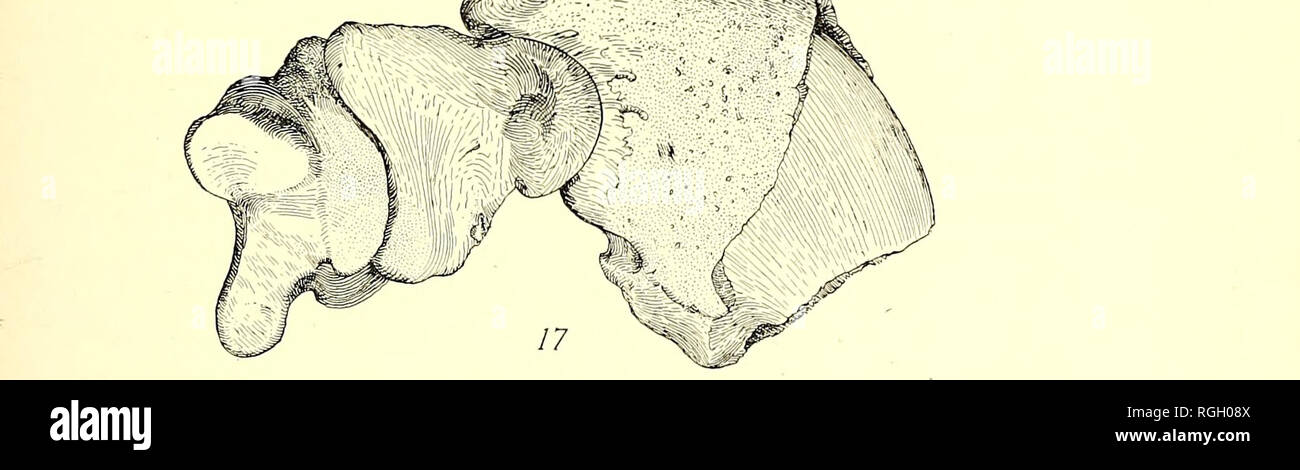 . Bulletin of the Department of Geology. Geology. 1913] Stock ...